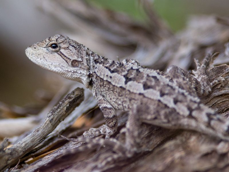 Reptiles – Jacky Dragon – Barwon Bluff