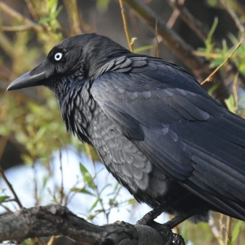 Bird – Little Raven – Barwon Bluff