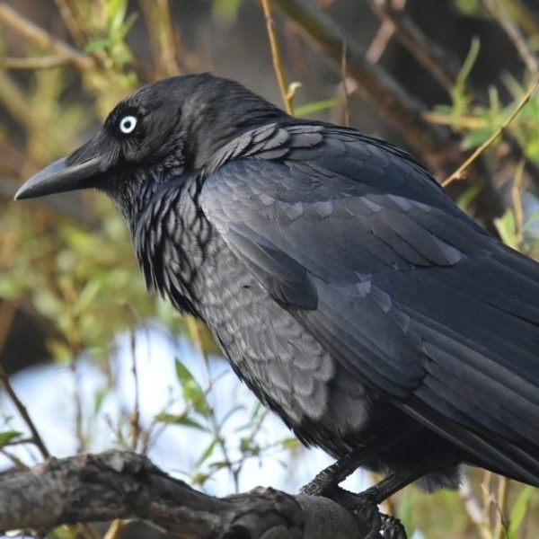 Bird – Little Raven – Barwon Bluff