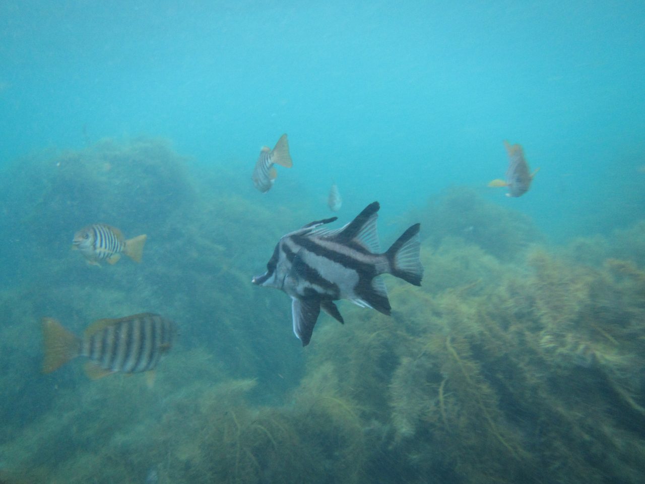 Fish – Long-snouted Boarfish – Barwon Bluff