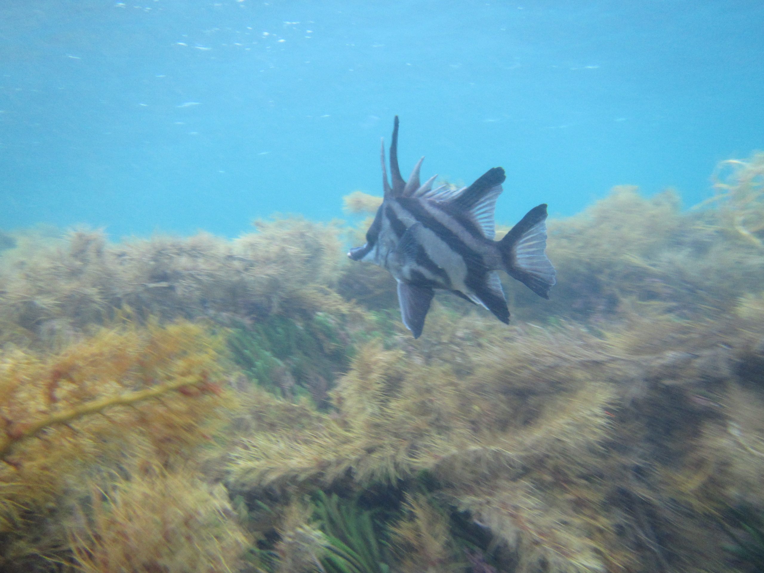 Fish Long snouted Boarfish Barwon Bluff
