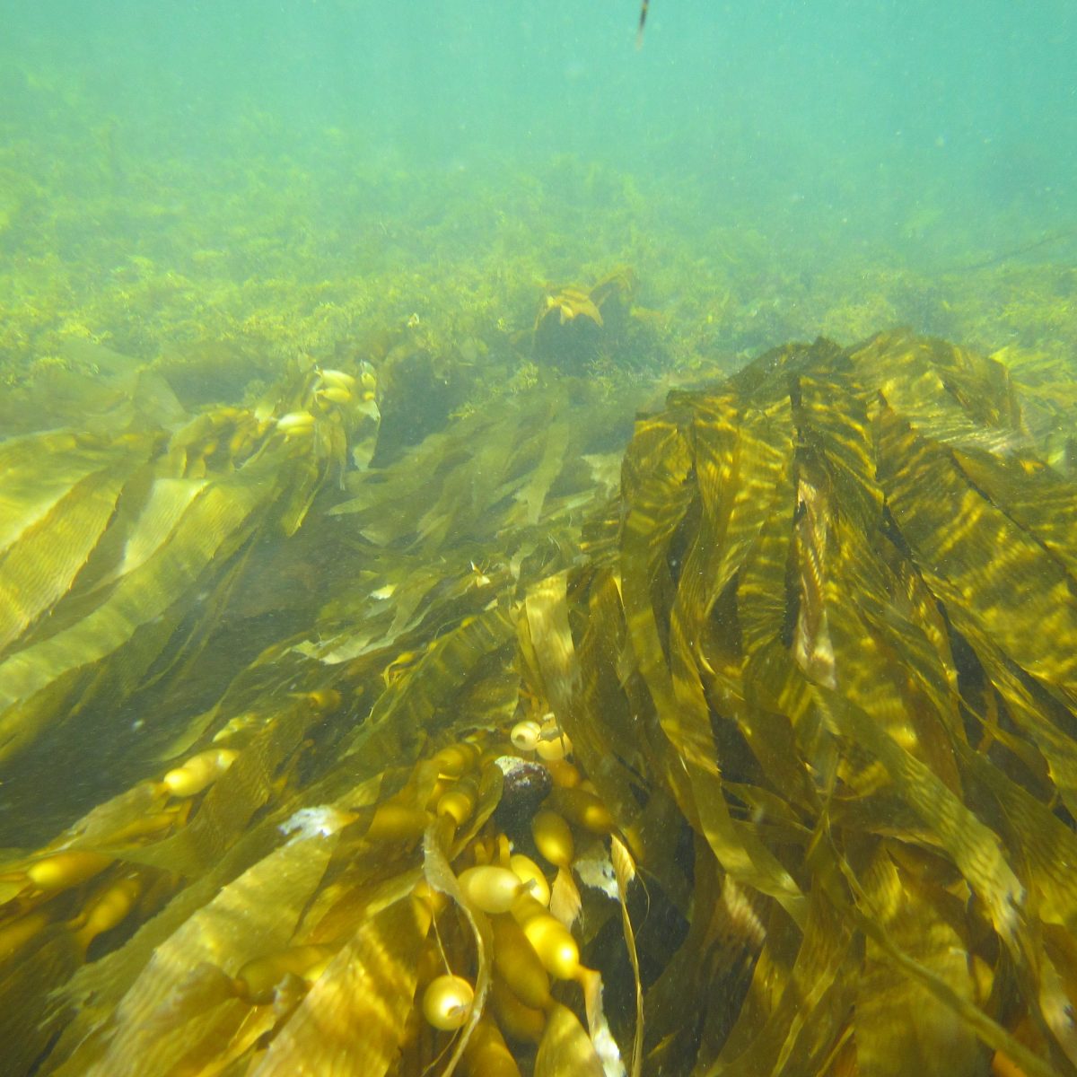 Marine Habitats – Barwon Bluff