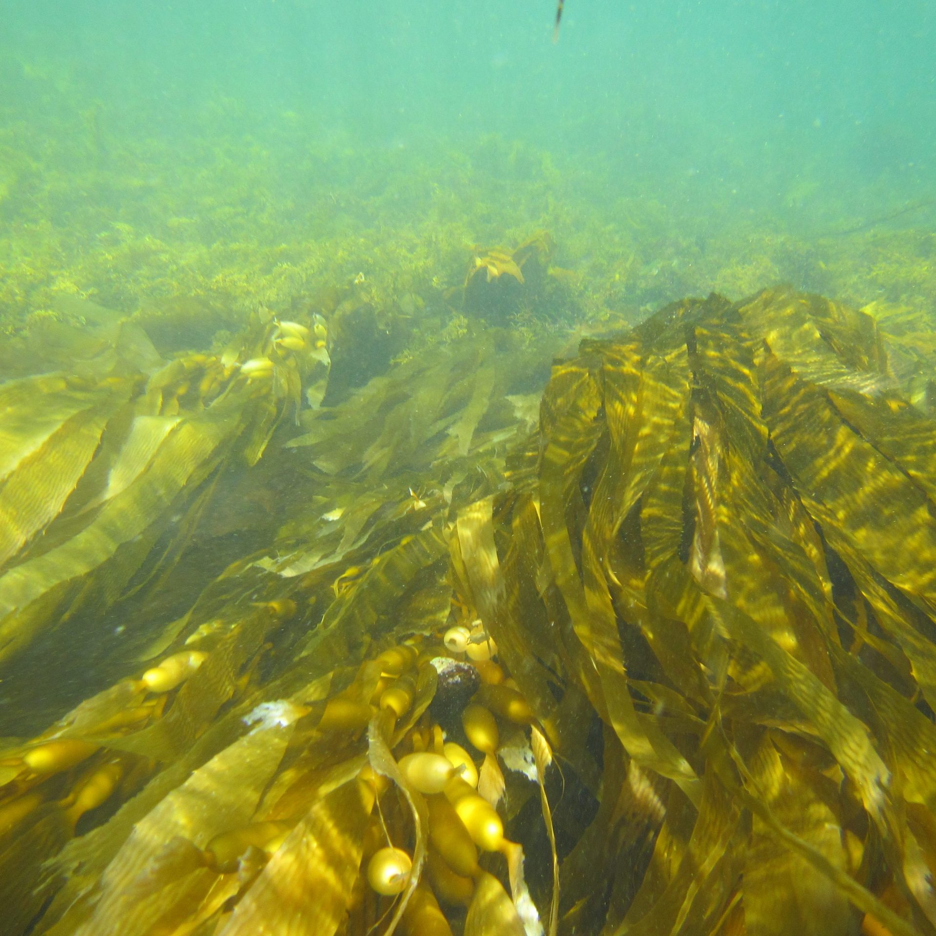 Marine Habitats – Barwon Bluff