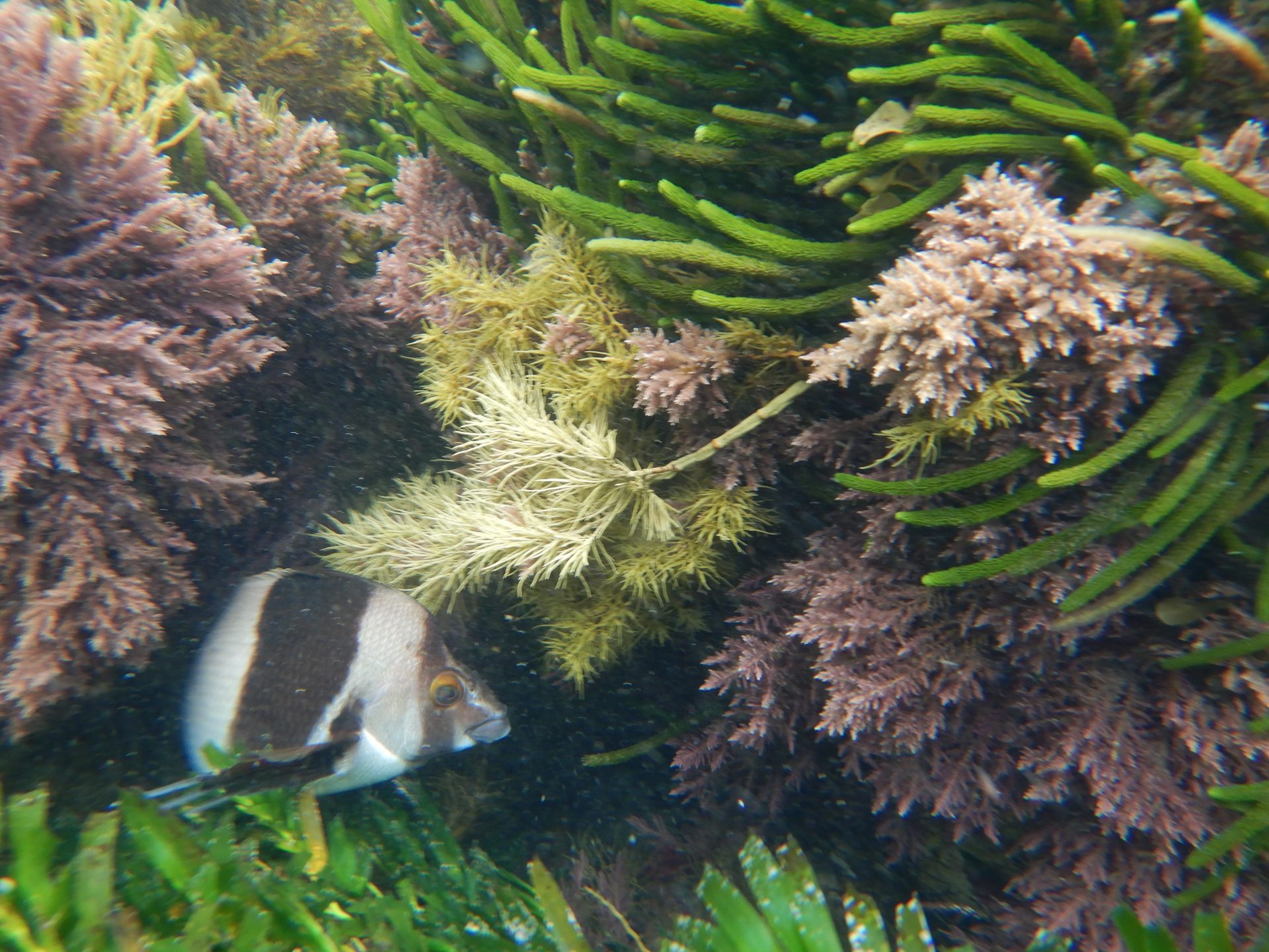 Fish – Magpie Perch – Barwon Bluff