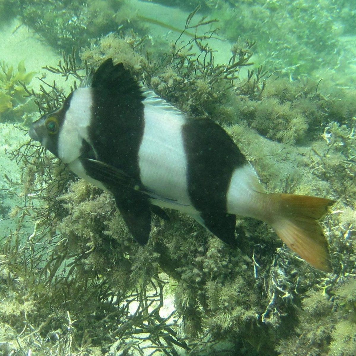 Fish, Sharks & Rays – Barwon Bluff