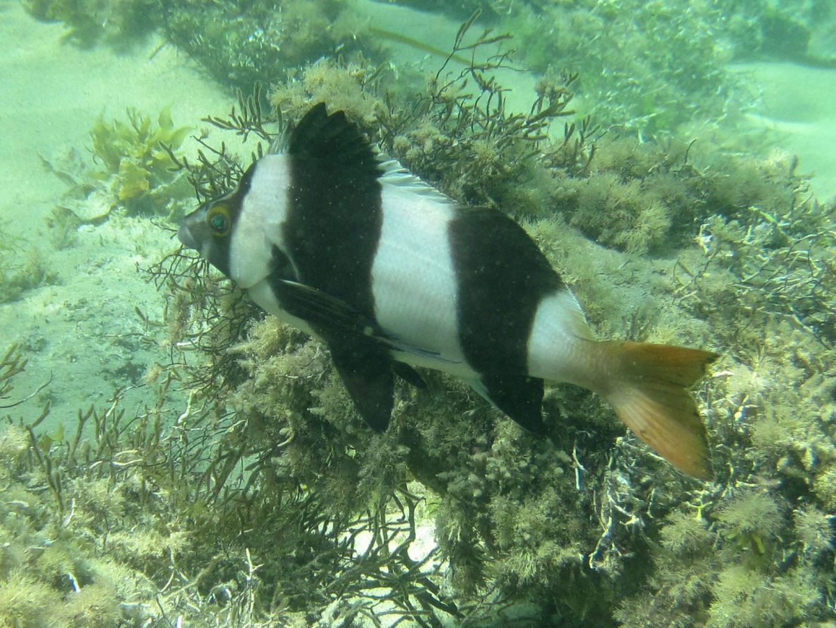 Fish – Magpie Perch – Barwon Bluff