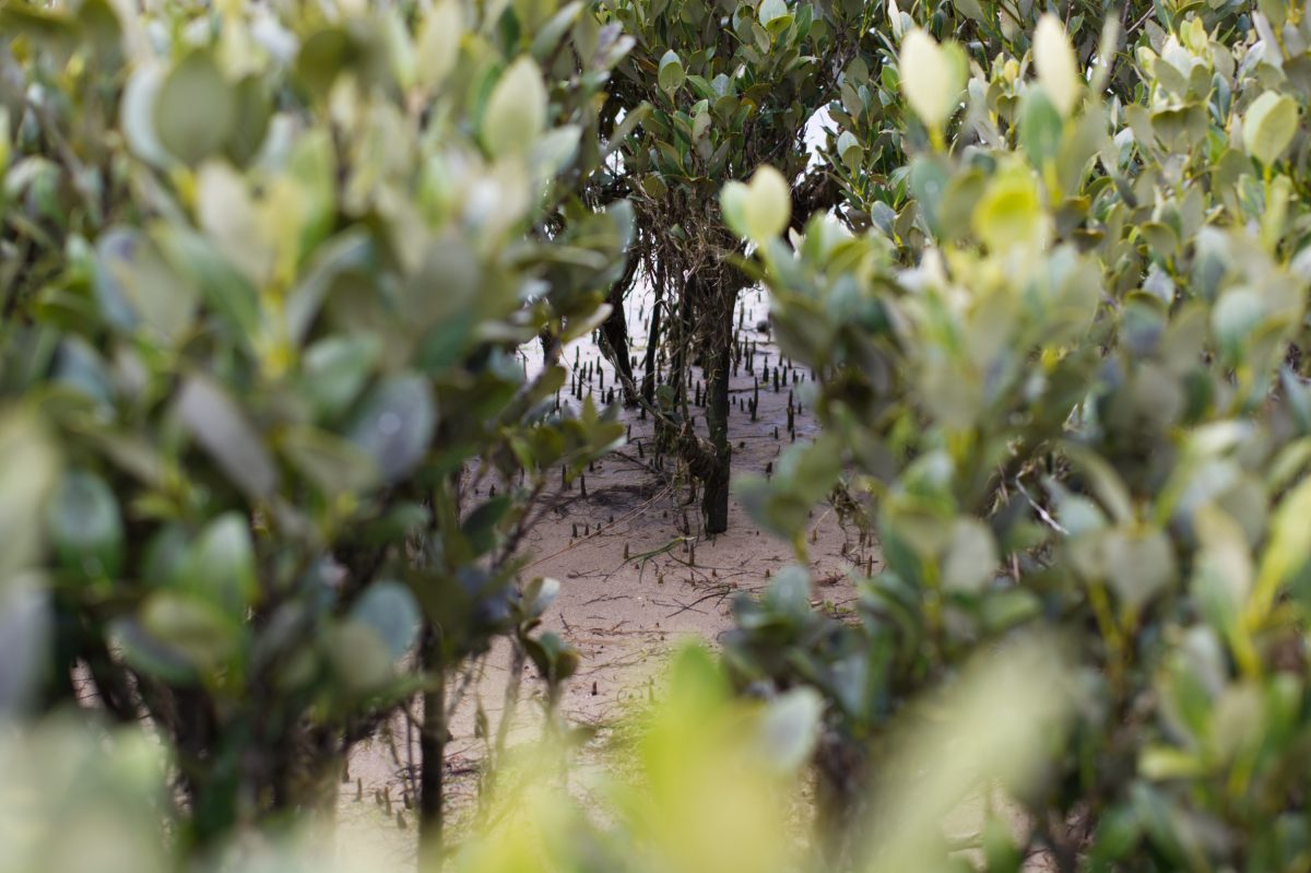 Food chains: estuary – Barwon Bluff