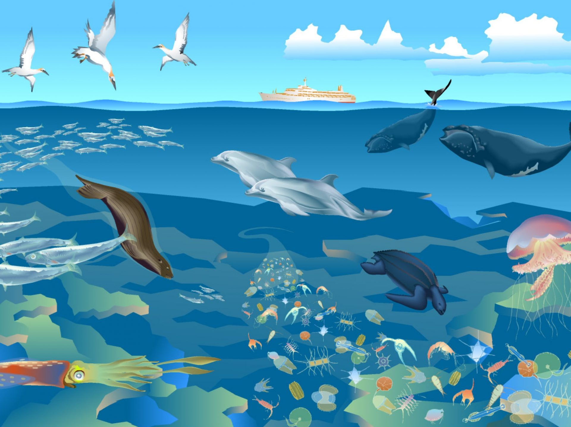 Online Activities – Barwon Bluff