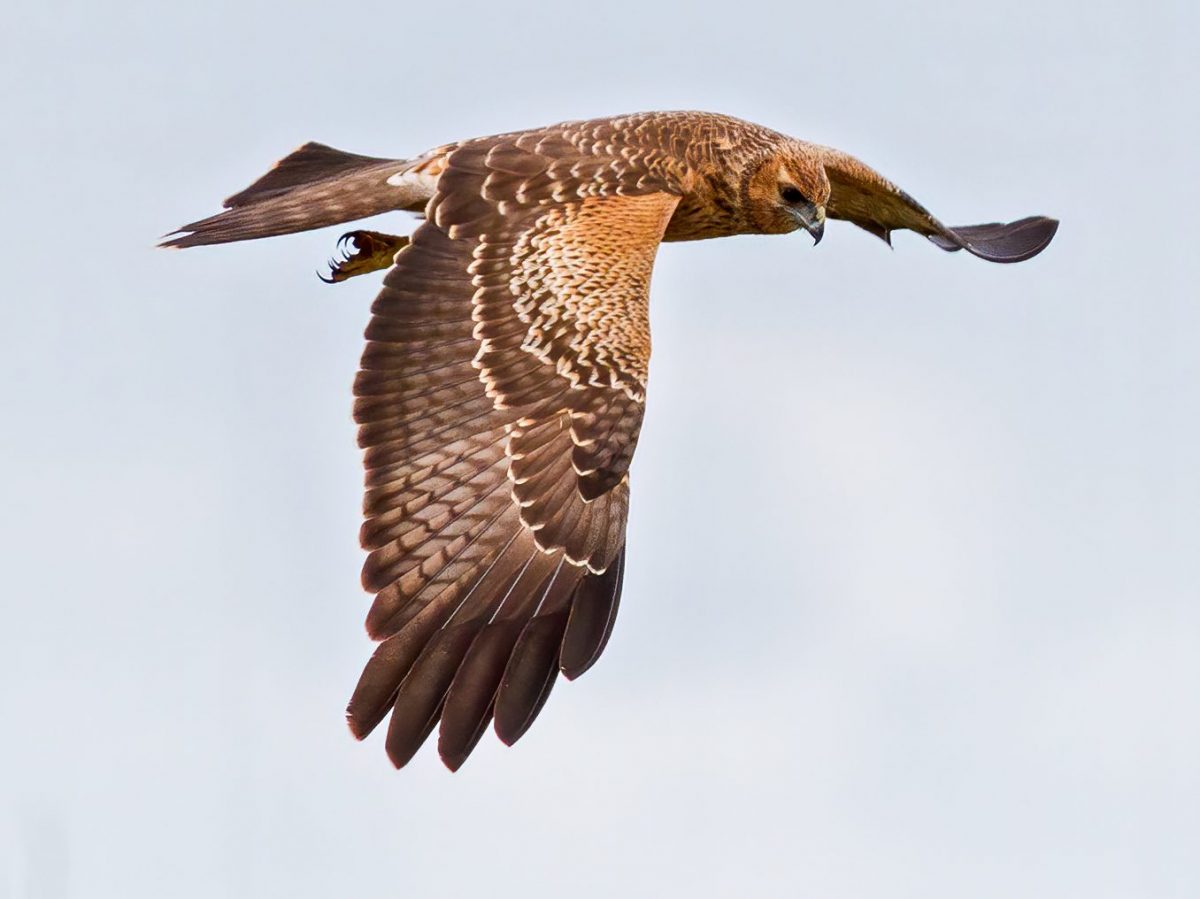 Bird – Swamp Harrier – Barwon Bluff