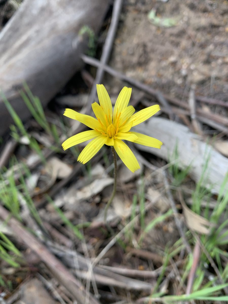 Plants & Game – Barwon Bluff