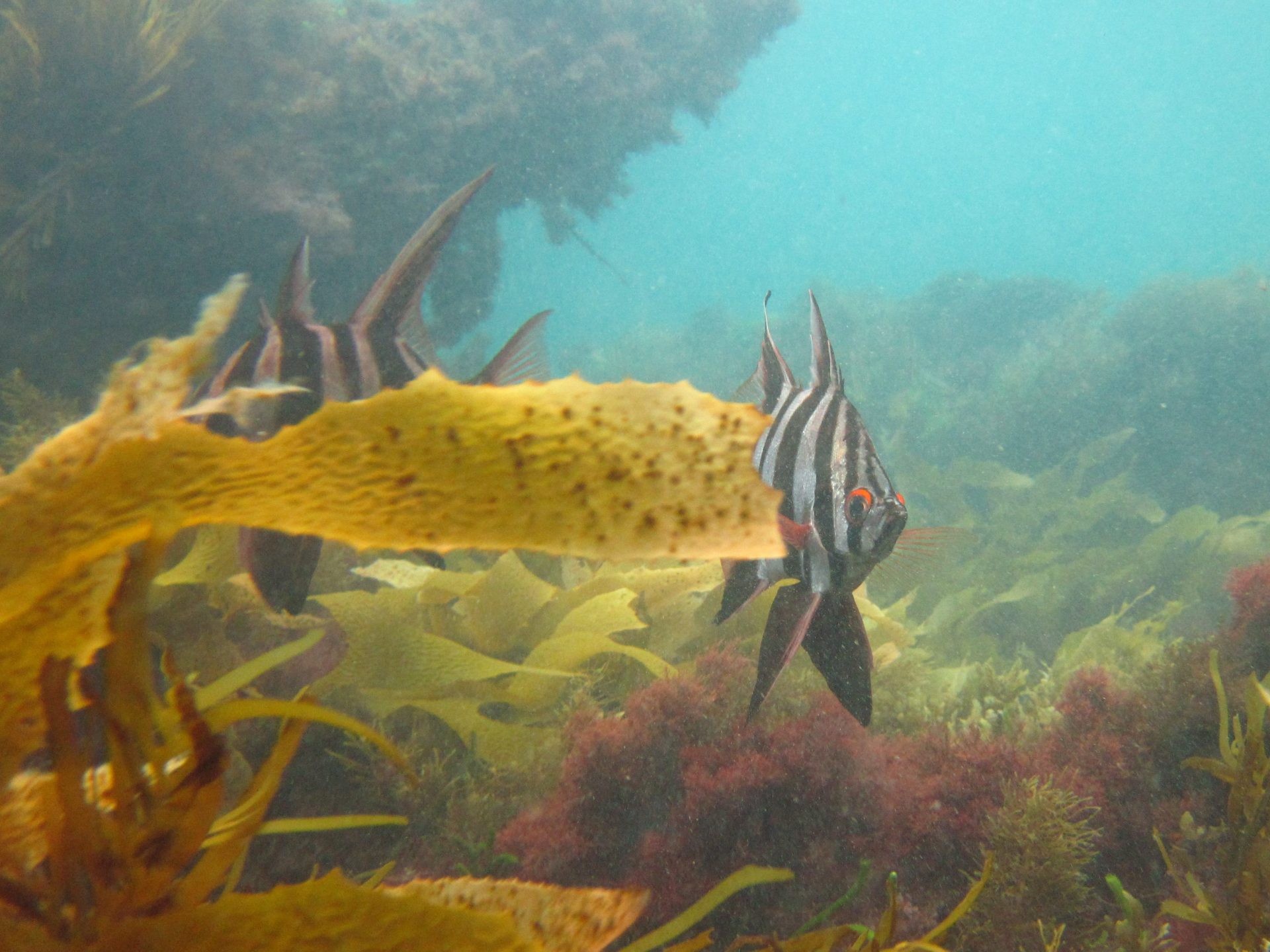 Fish – Old Wife – Barwon Bluff