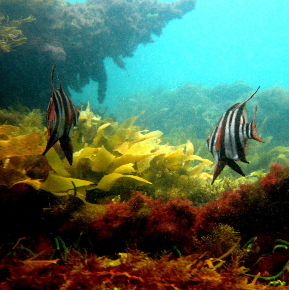 Fish – Old Wife – Barwon Bluff