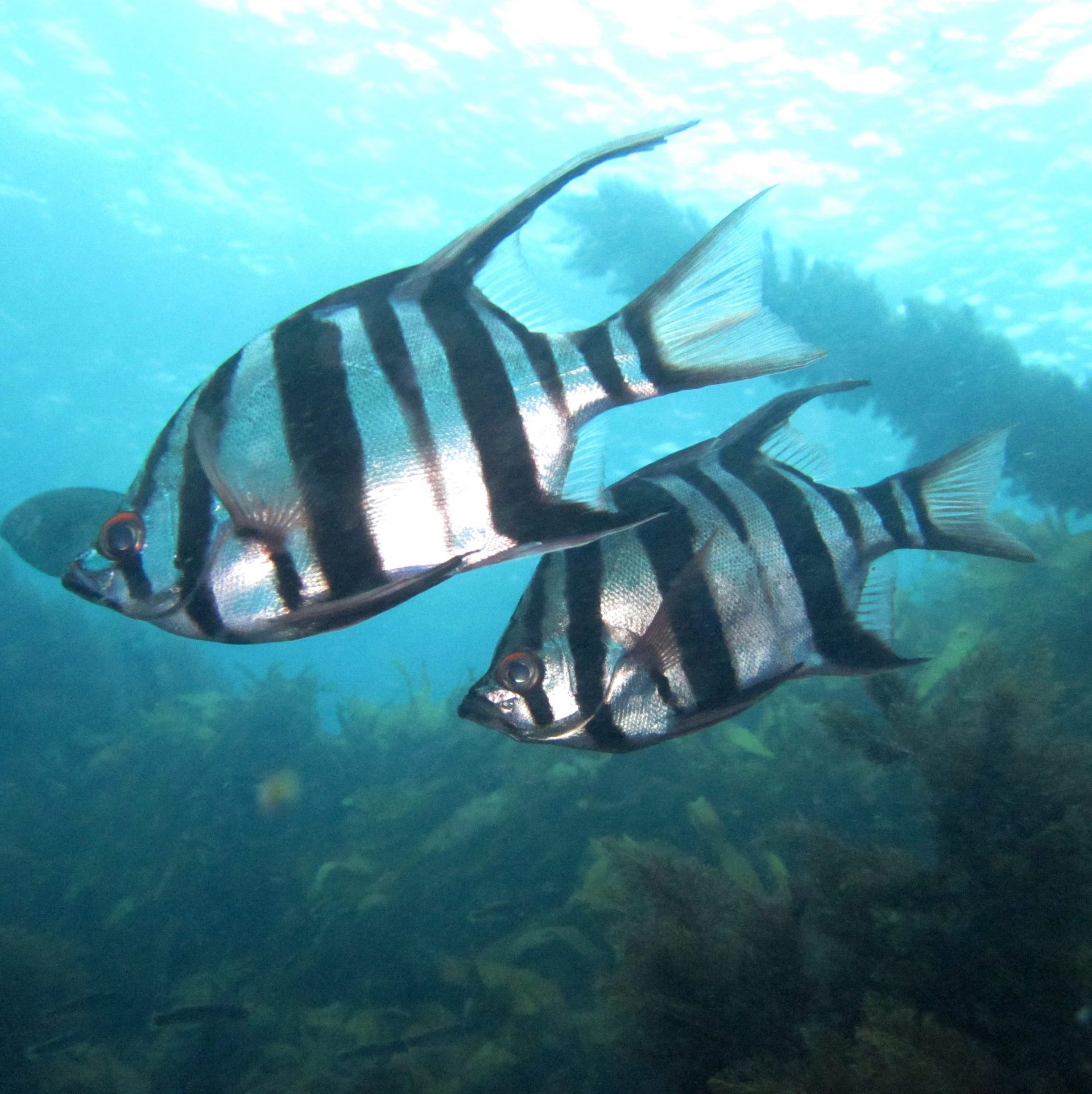 Fish – Old Wife – Barwon Bluff