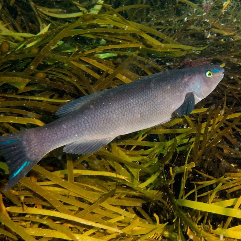 Fish, Sharks & Rays – Barwon Bluff