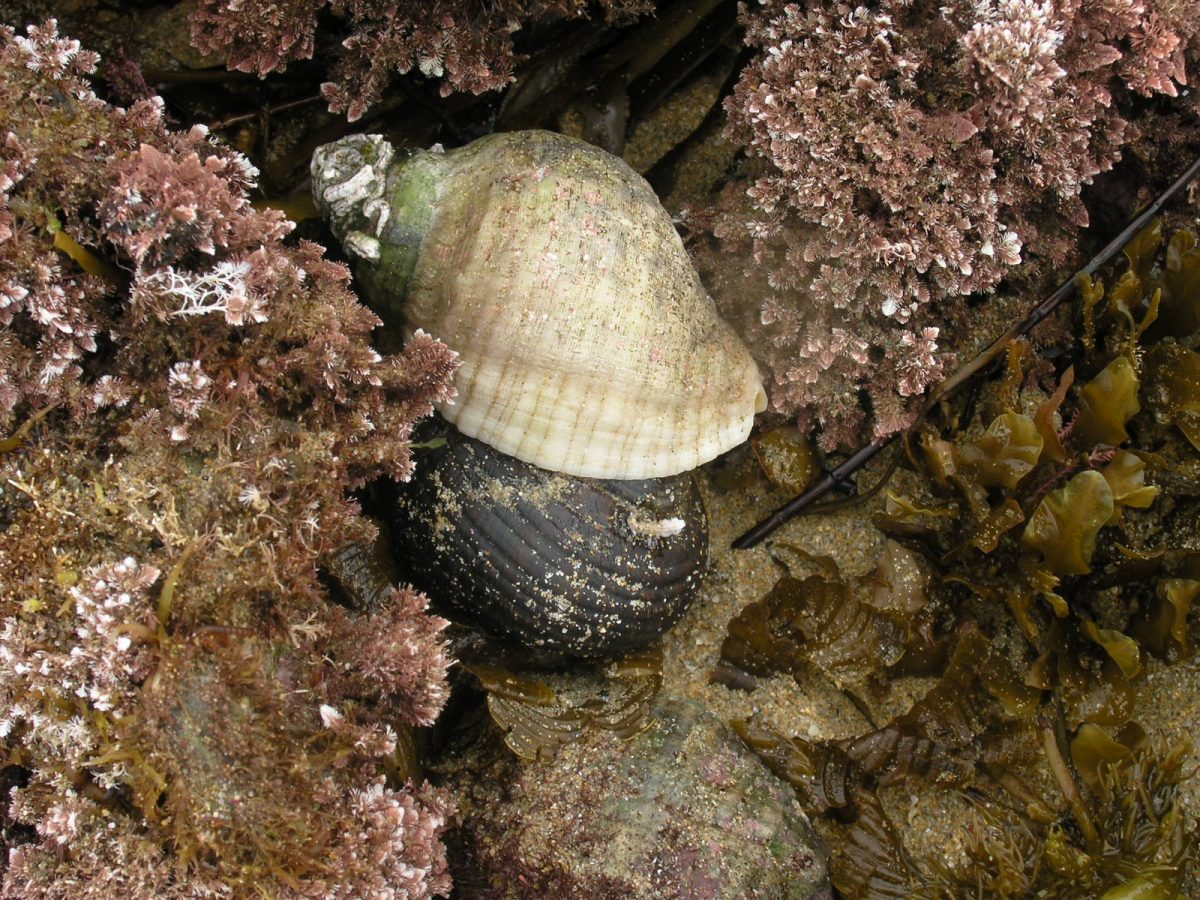 Molluscs – Cart-rut Shell – Barwon Bluff