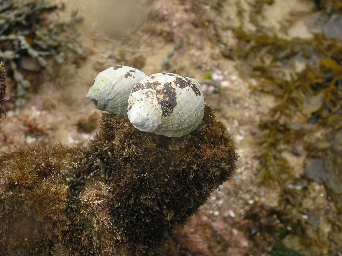 Molluscs – Cart-rut Shell – Barwon Bluff