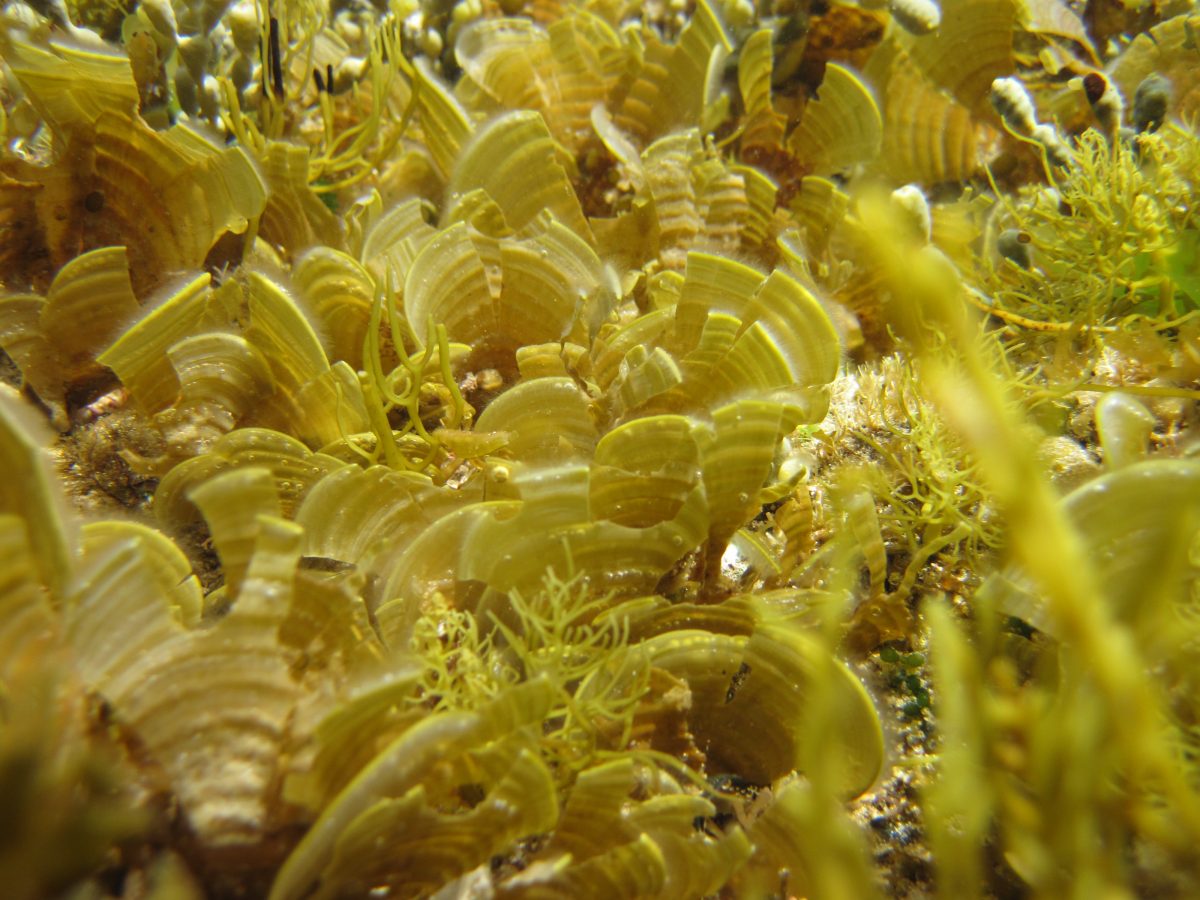Algae – Padina – Barwon Bluff