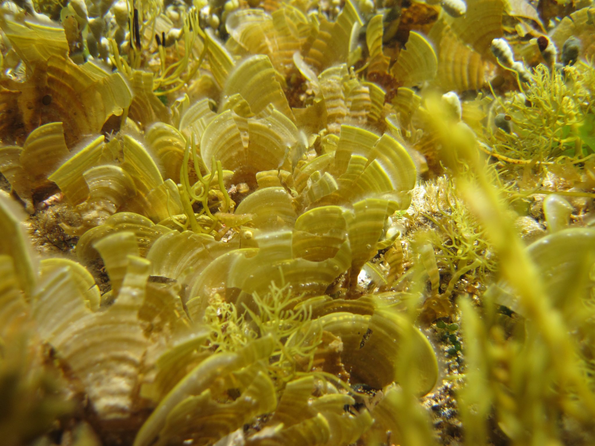 Algae – Padina – Barwon Bluff