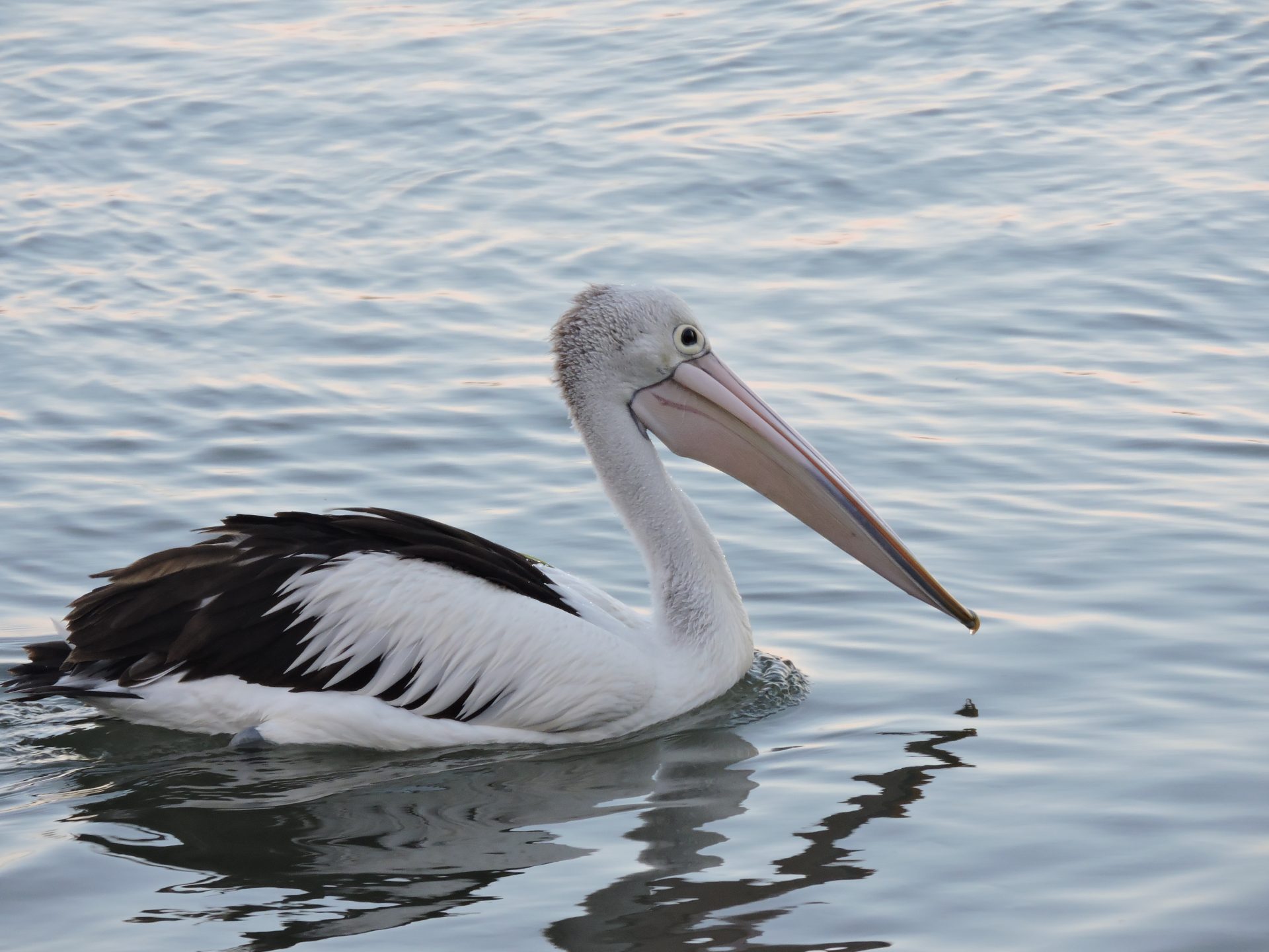 Bird – Australian Pelican – Barwon Bluff