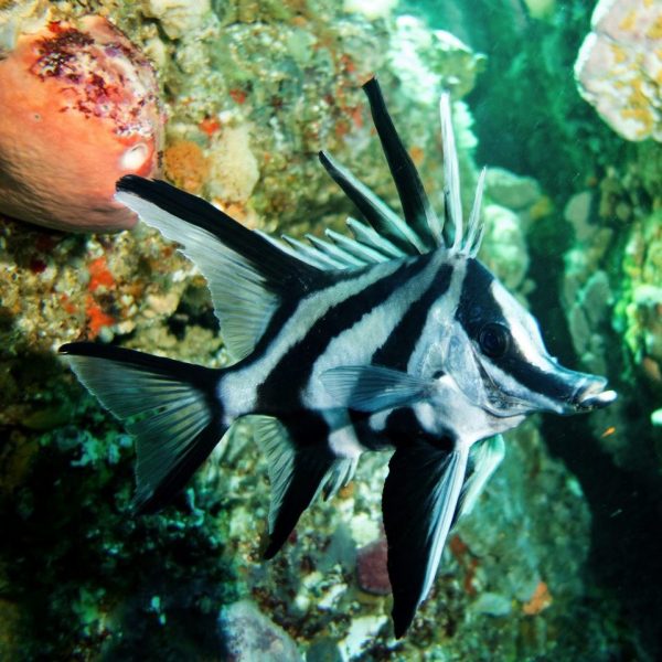 Fish, Sharks & Rays – Barwon Bluff