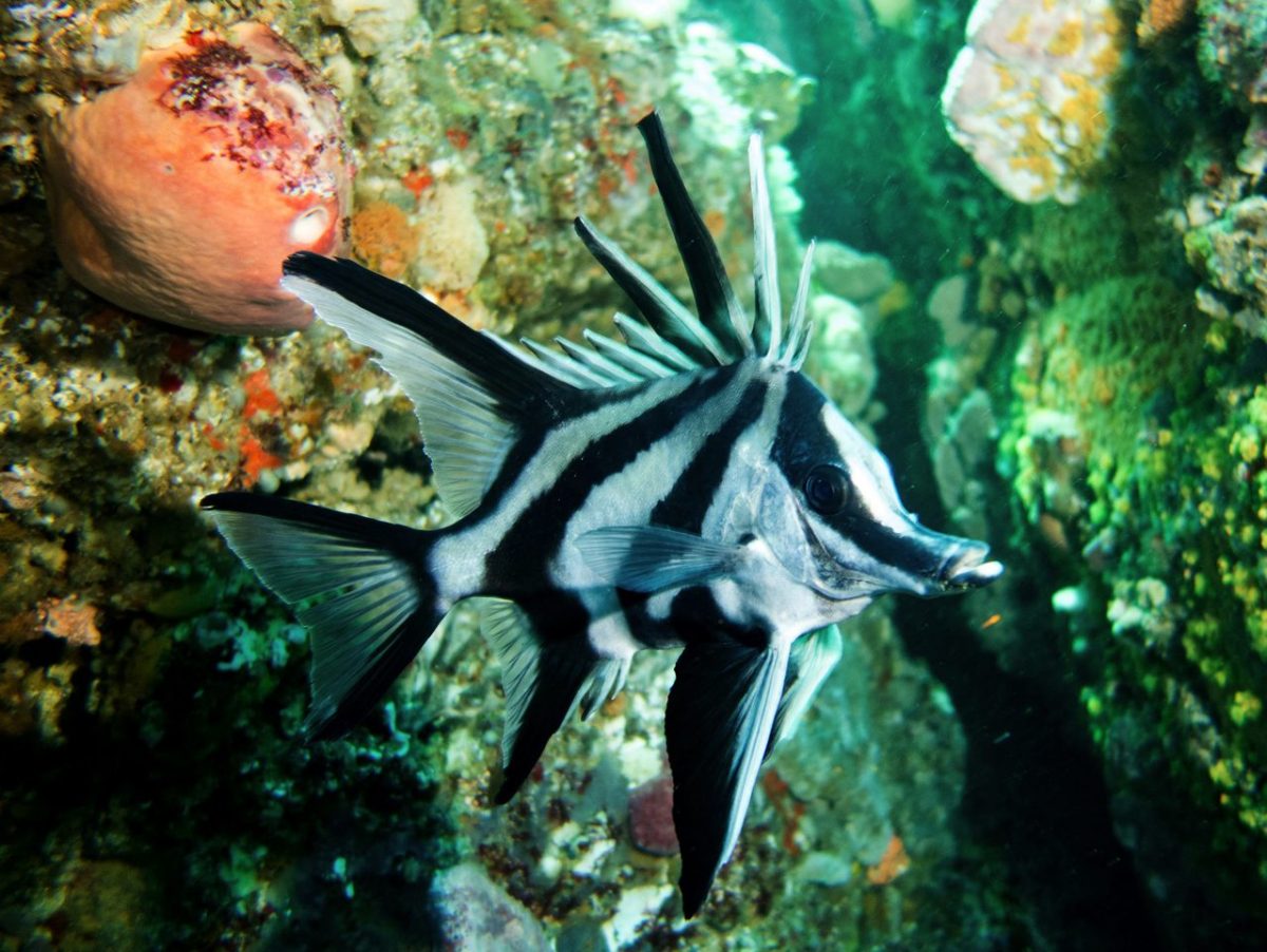 Fish – Long-snouted Boarfish – Barwon Bluff