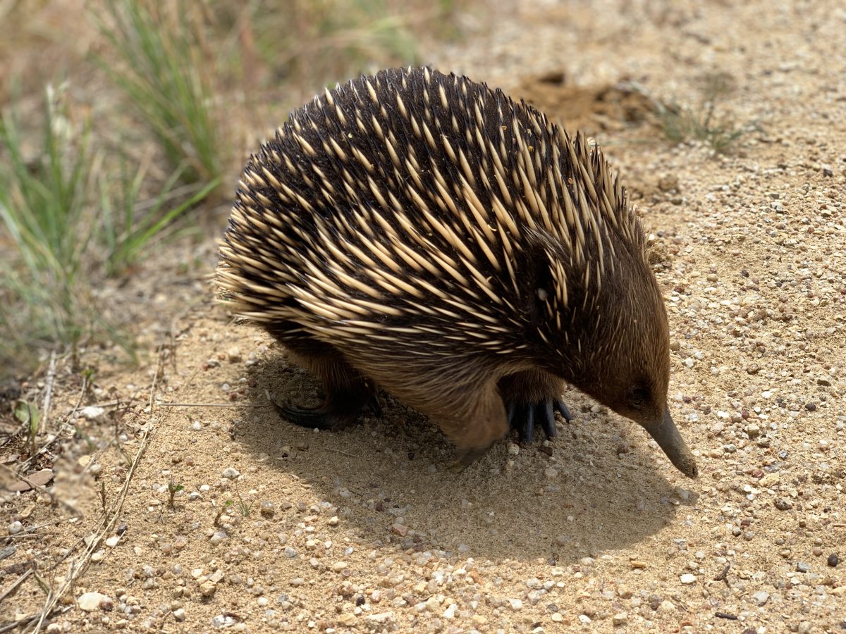 Mammals – Short-beaked Echidna – Barwon Bluff