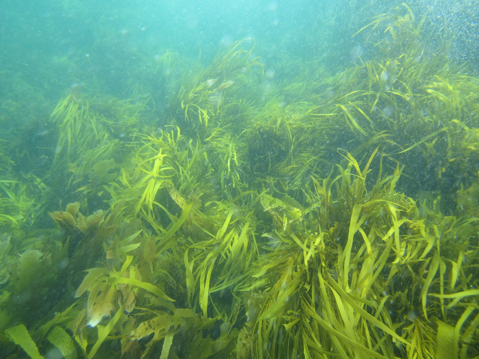 Algae – Crayweed – Barwon Bluff