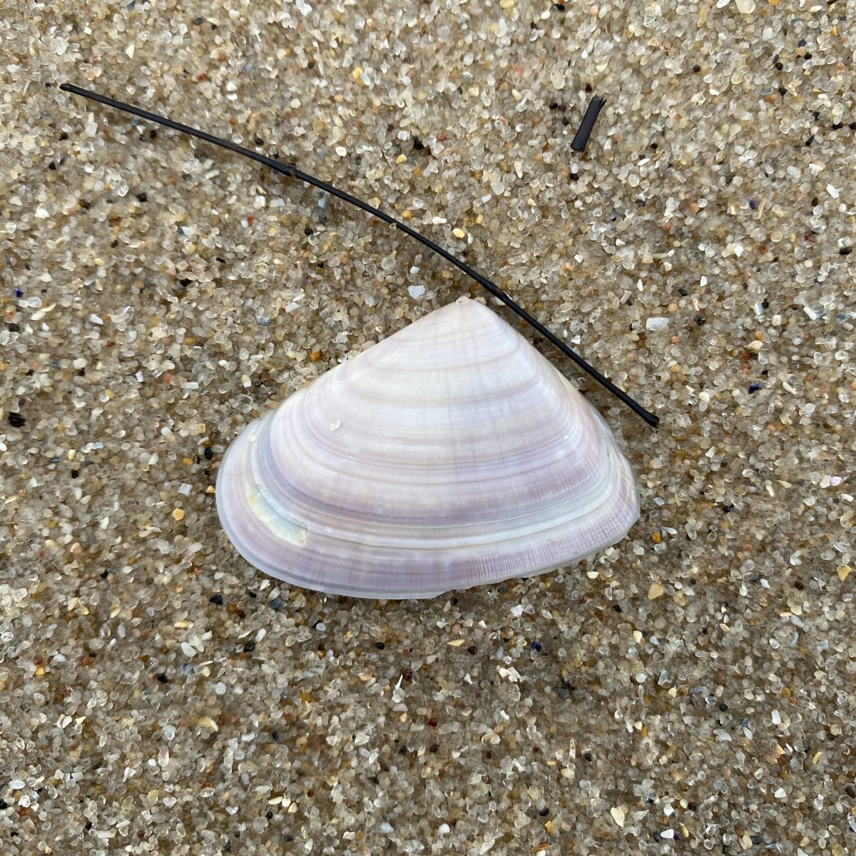 Plants & Game – Barwon Bluff