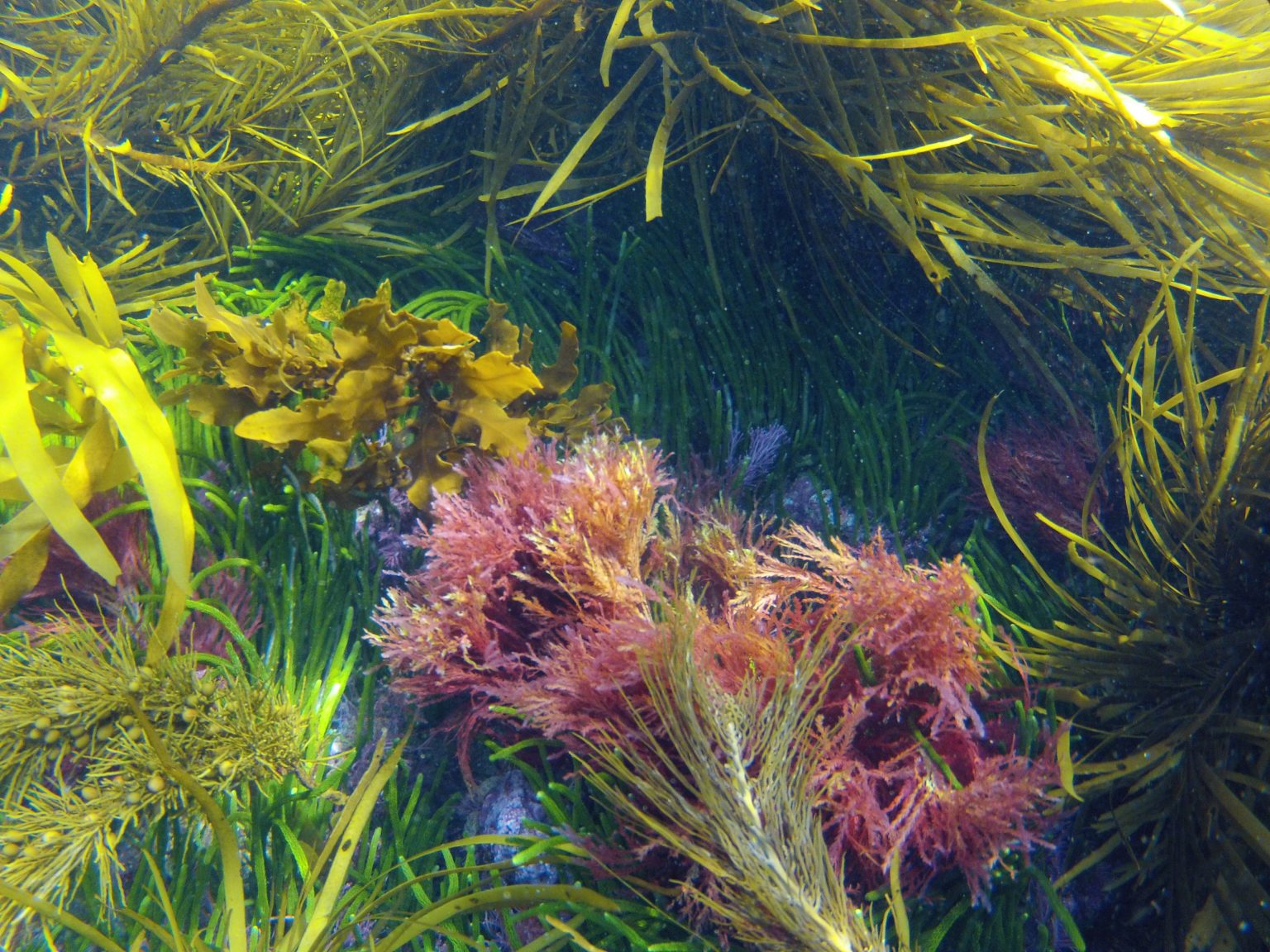 Algae – Plocamium – Barwon Bluff