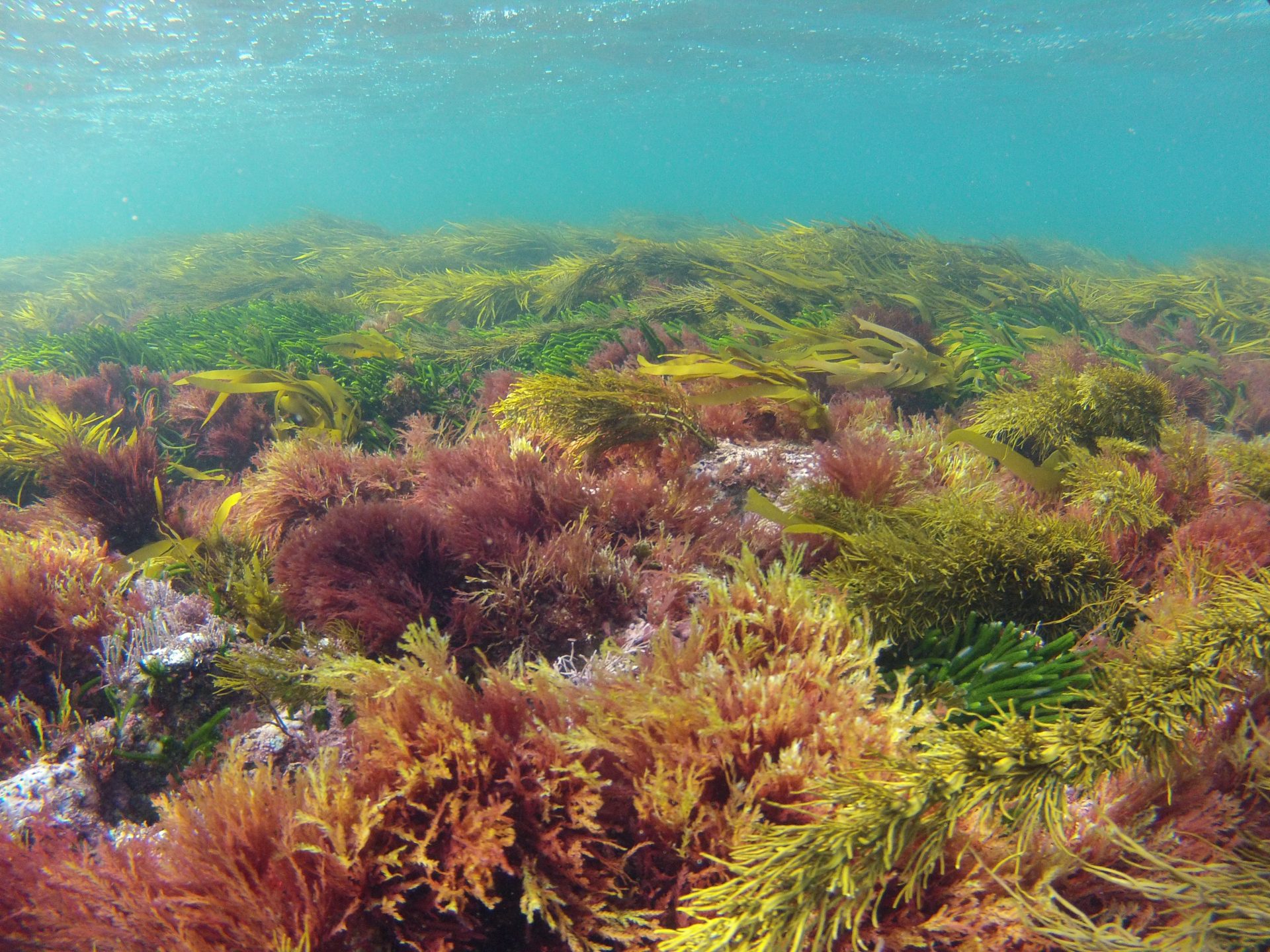 YouTube – Barwon Bluff Marine Sanctuary – Barwon Bluff