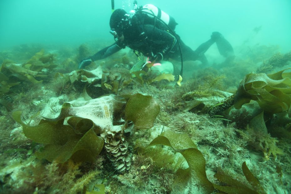 Pest – Wakame – Barwon Bluff