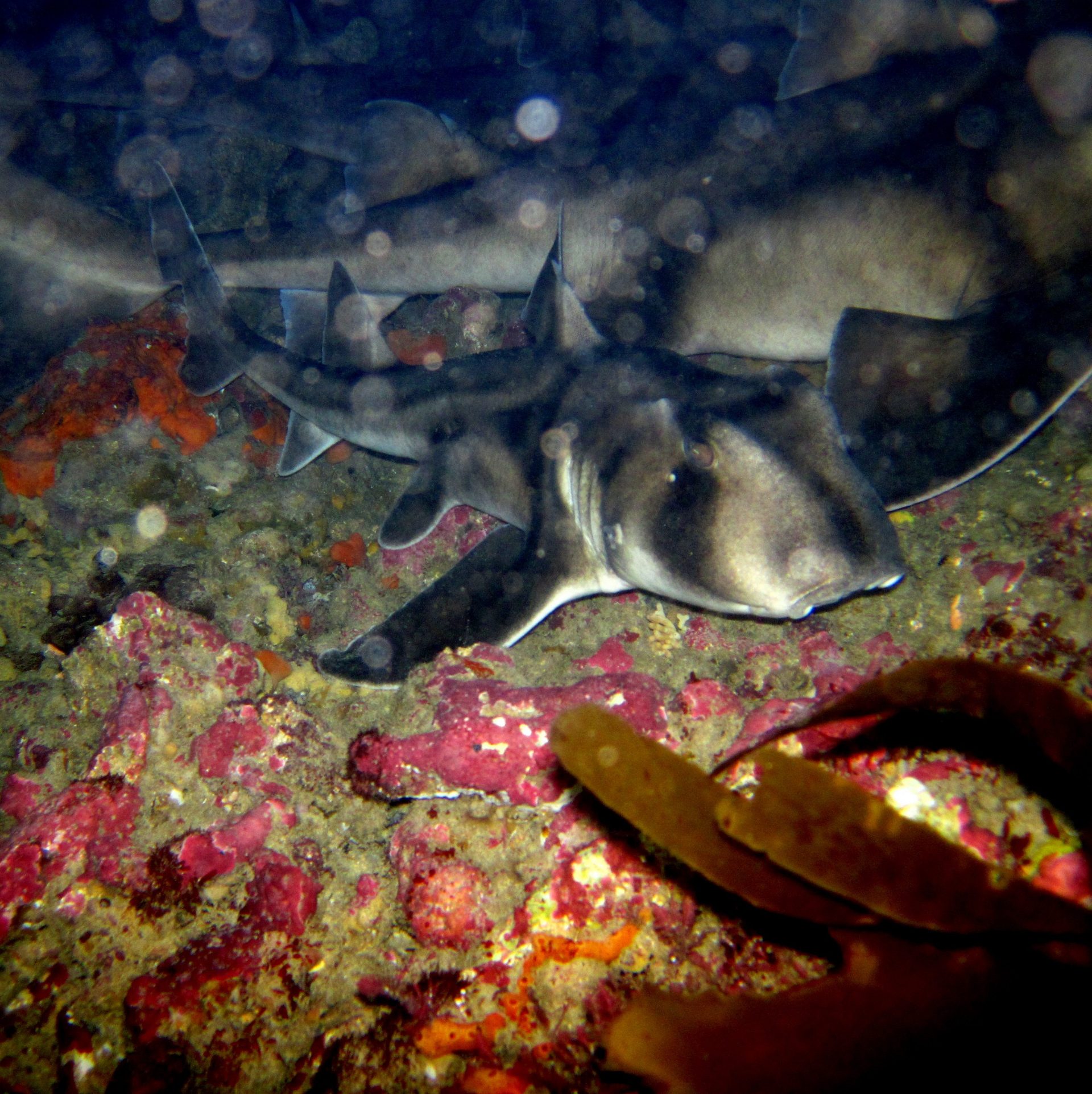 Fish – Port Jackson Shark – Barwon Bluff