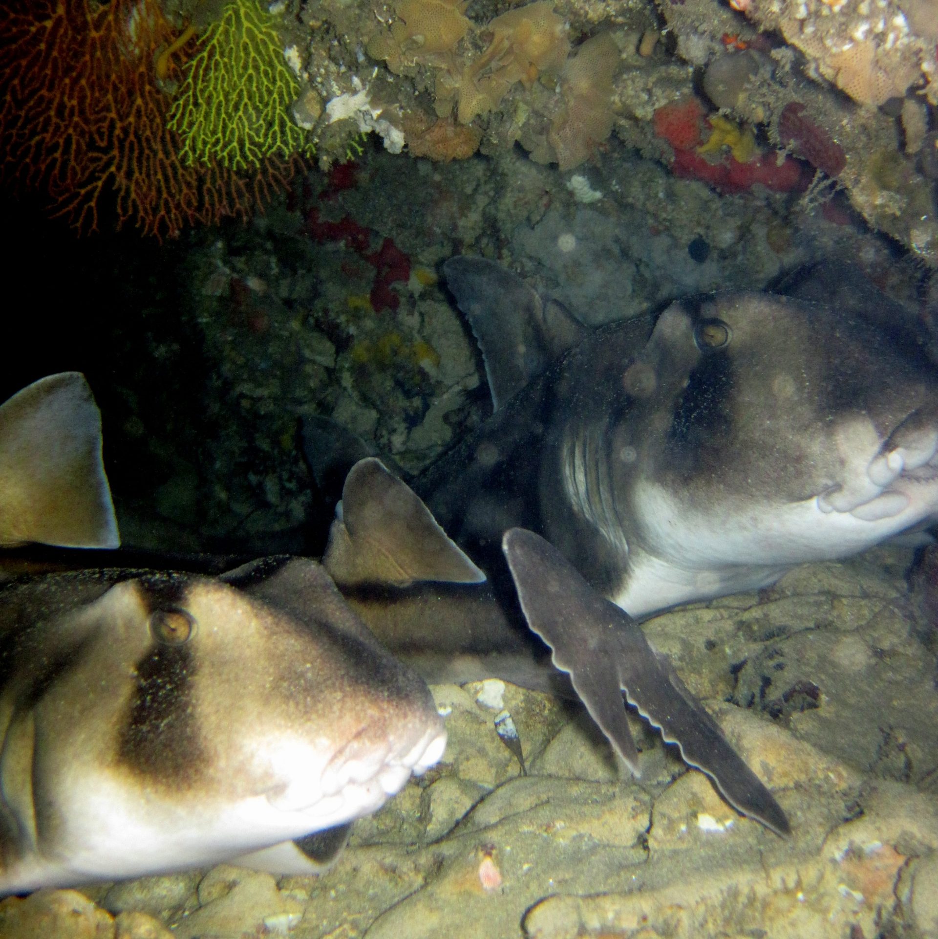 Fish – Port Jackson Shark – Barwon Bluff