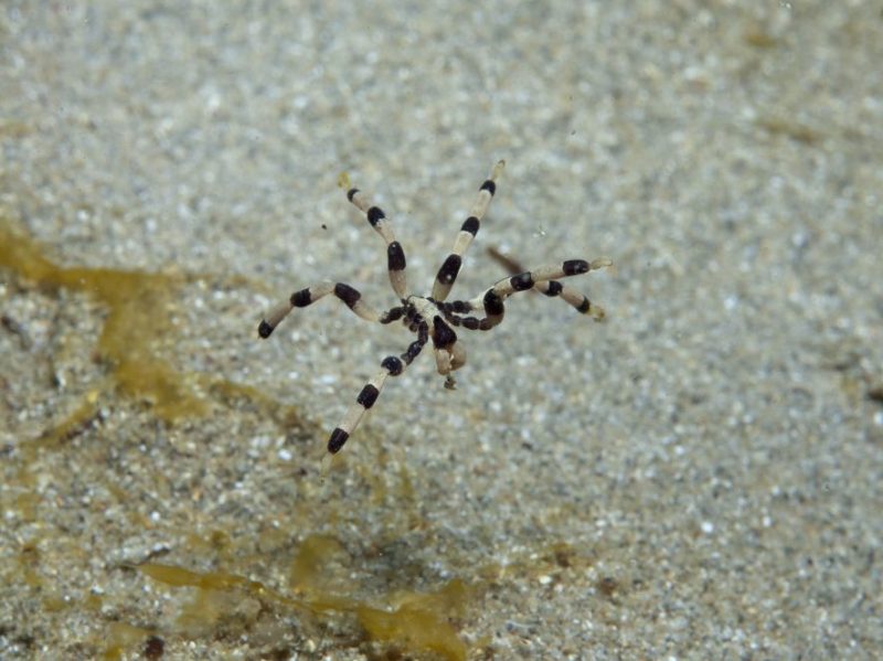 Arthropods – Pycnogonids – Barwon Bluff