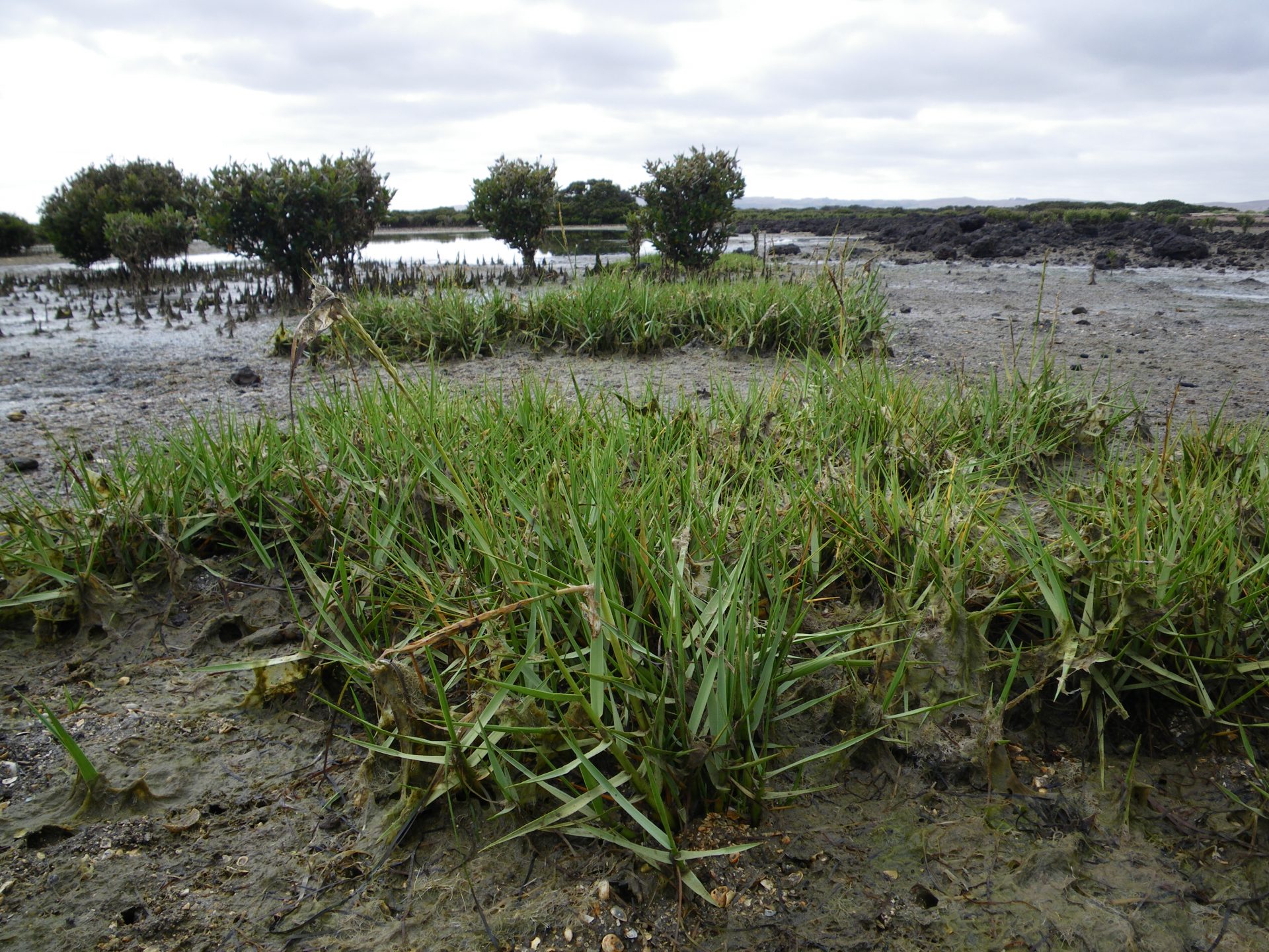 Pest – Cordgrass – Barwon Bluff