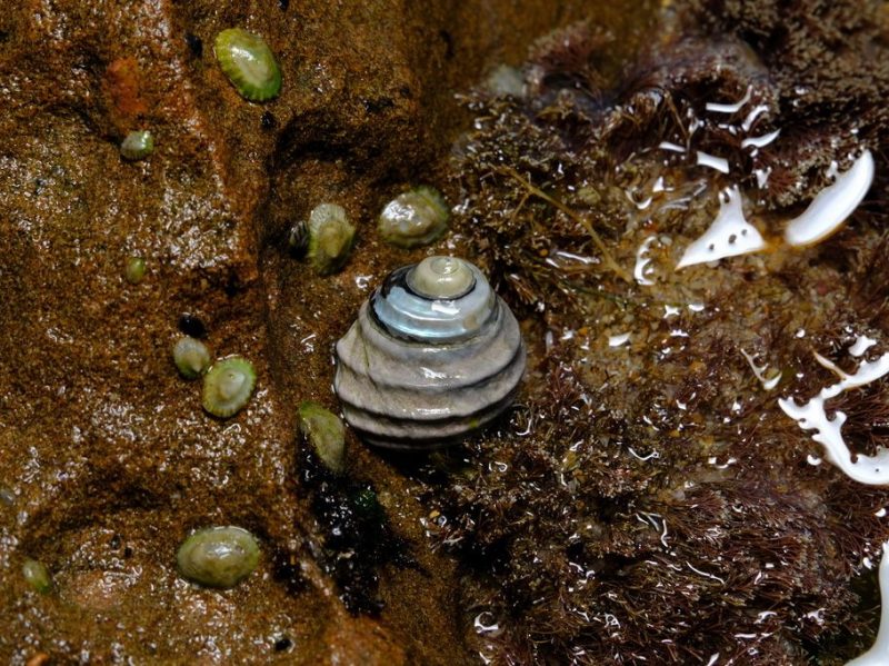 Molluscs – Ribbed Top Shell – Barwon Bluff