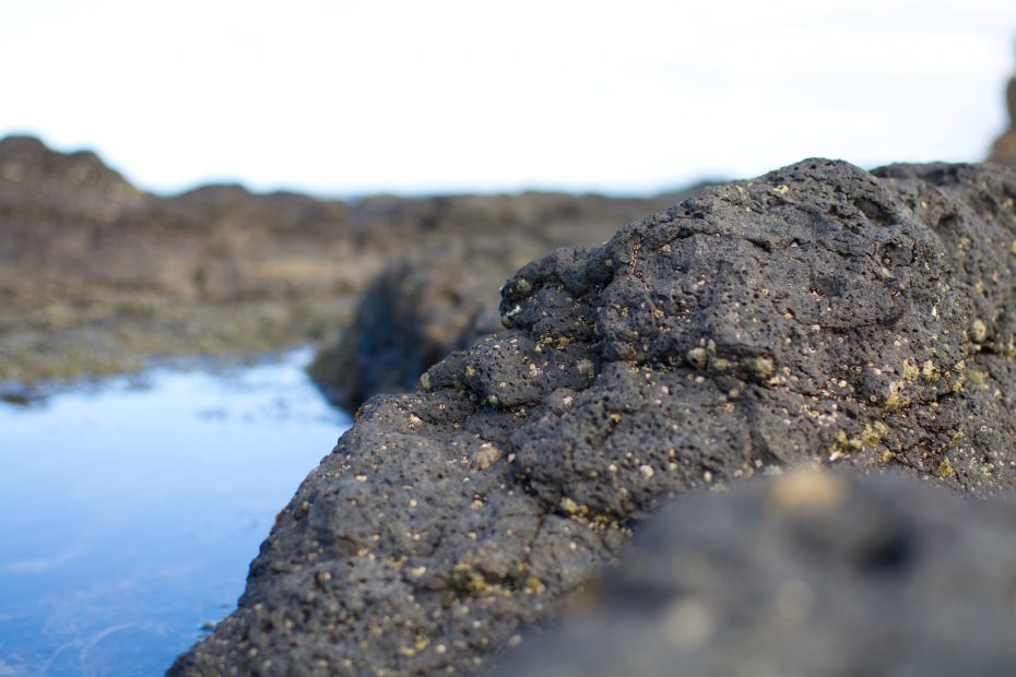 Learn + Explore – Barwon Bluff