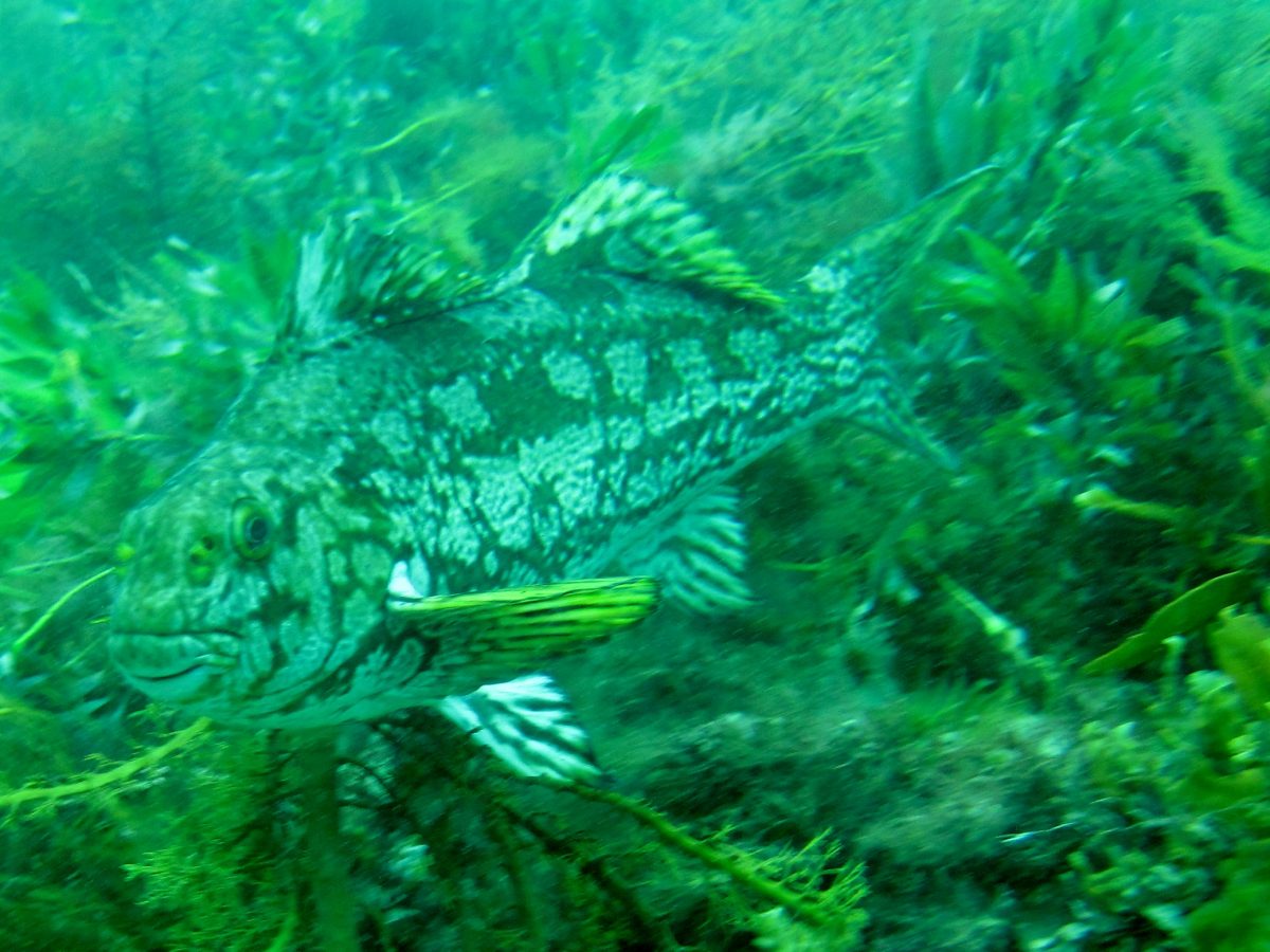 Fish – Marblefish – Barwon Bluff