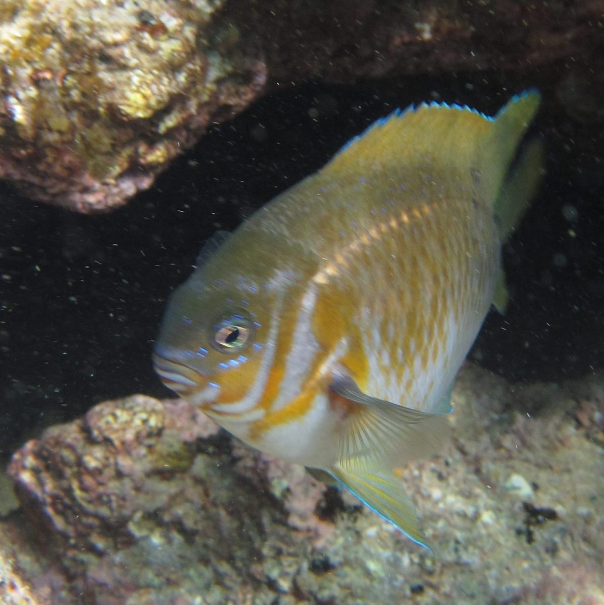 Fish – Victorian Scalyfin – Barwon Bluff