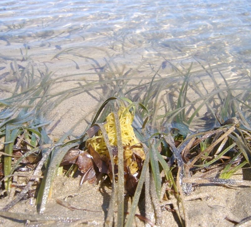 Molluscs – Sea Hares – Barwon Bluff