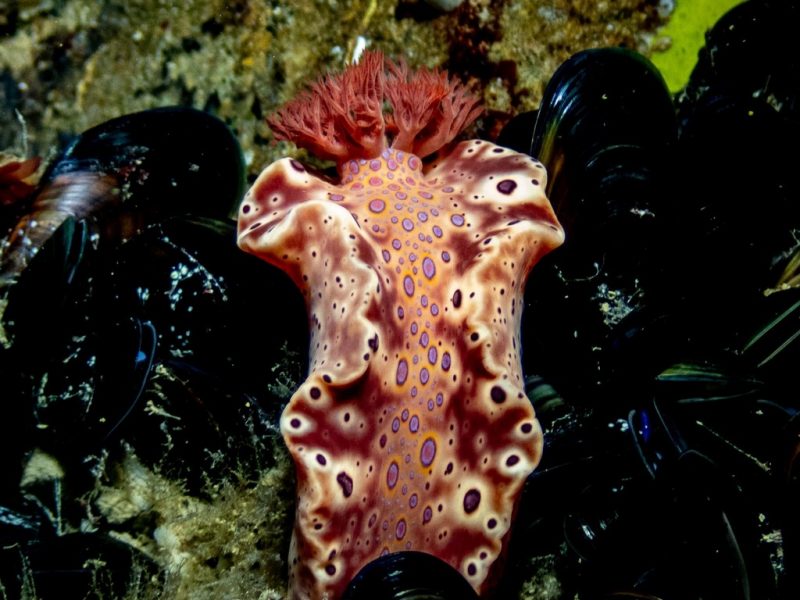 Molluscs – Short-tailed Sea Slug – Barwon Bluff