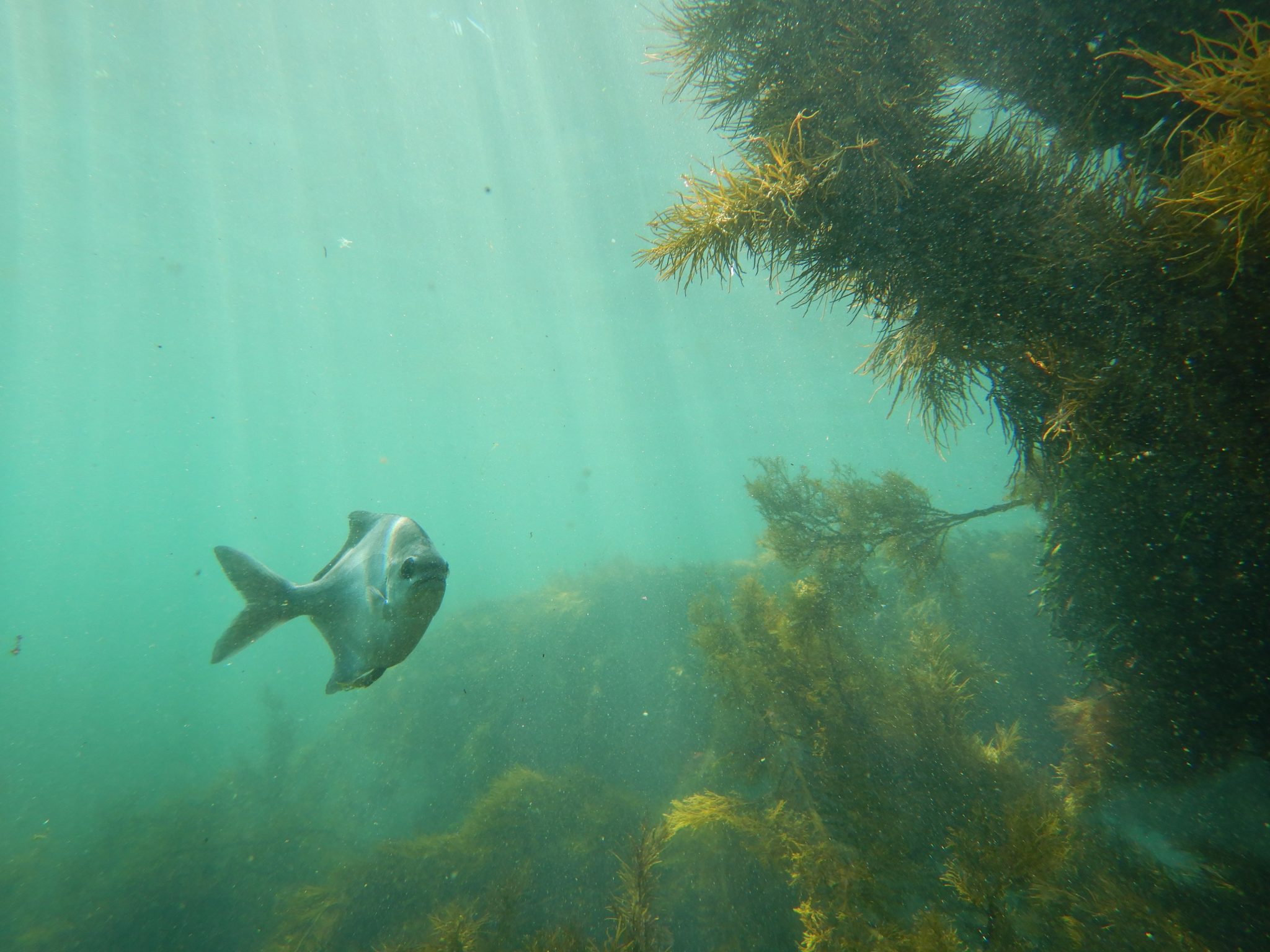 Fish – Sea Sweep – Barwon Bluff