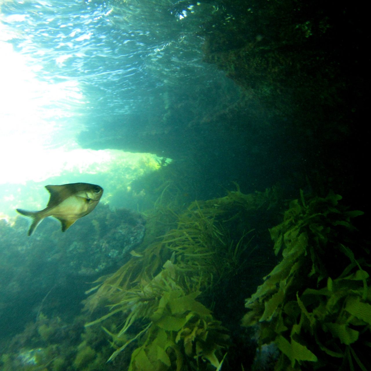 Fish – Sea Sweep – Barwon Bluff