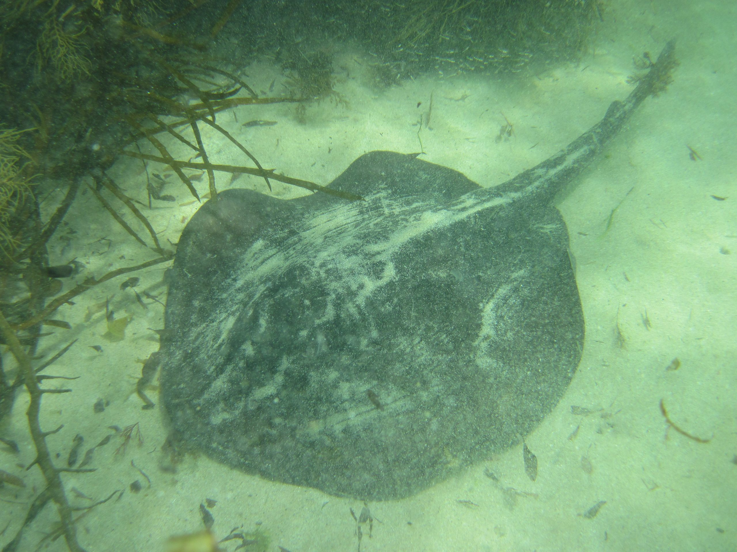 Fish Smooth Stingray Barwon Bluff Fish Smooth Stingray Barwon Bluff