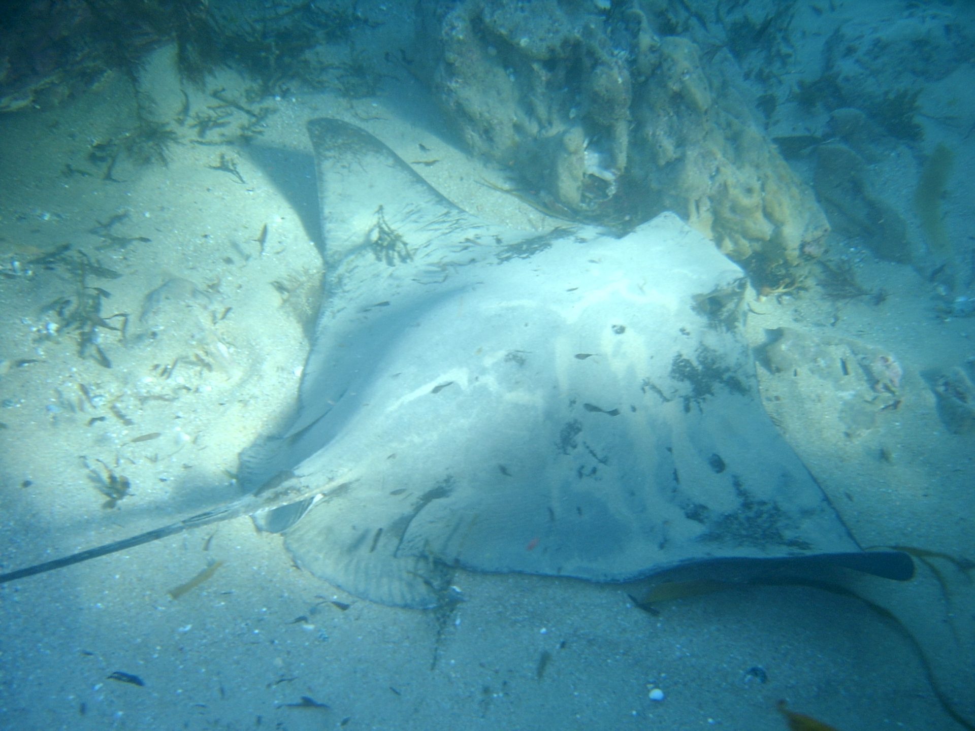 Fish – Southern Eagle Ray – Barwon Bluff