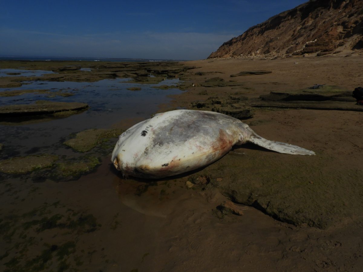 Fish – Sunfish – Barwon Bluff