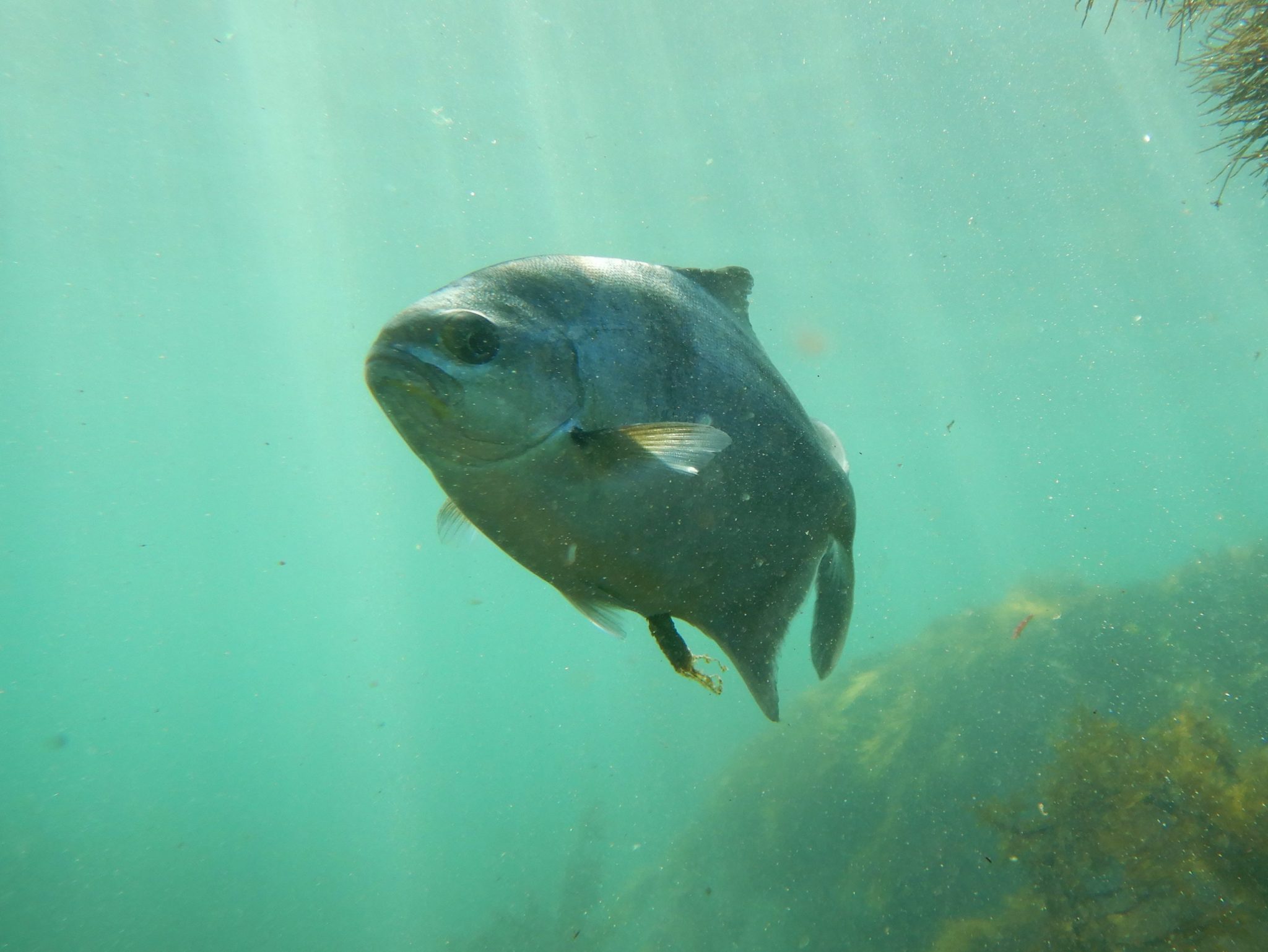 Fish – Sea Sweep – Barwon Bluff