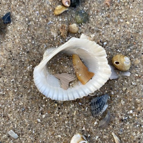Molluscs – Sydney Cockle – Barwon Bluff