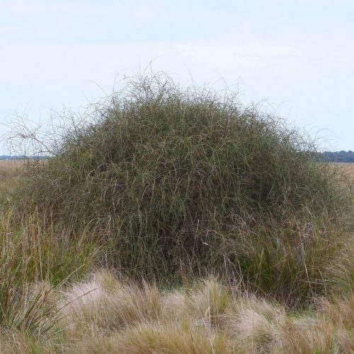 Plant – Tangled Lignum – Barwon Bluff