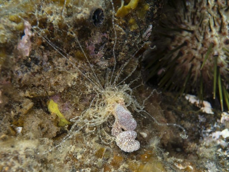 Worms – Terebellid Worms – Barwon Bluff